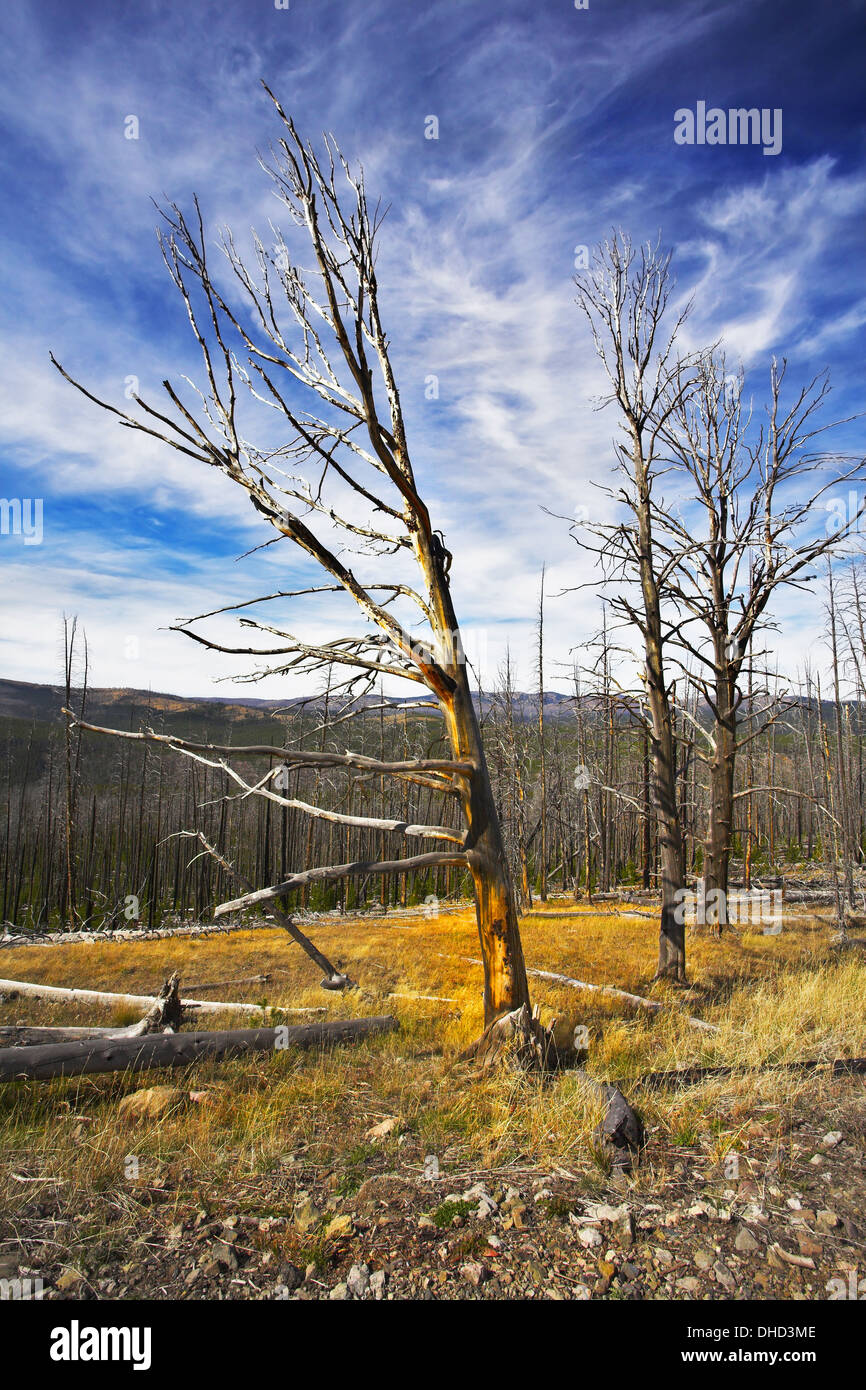 The lost wood Stock Photo - Alamy