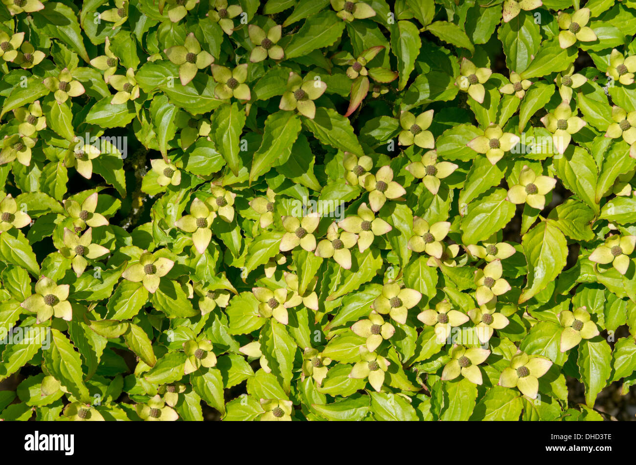 Cornus foliage hi-res stock photography and images - Alamy