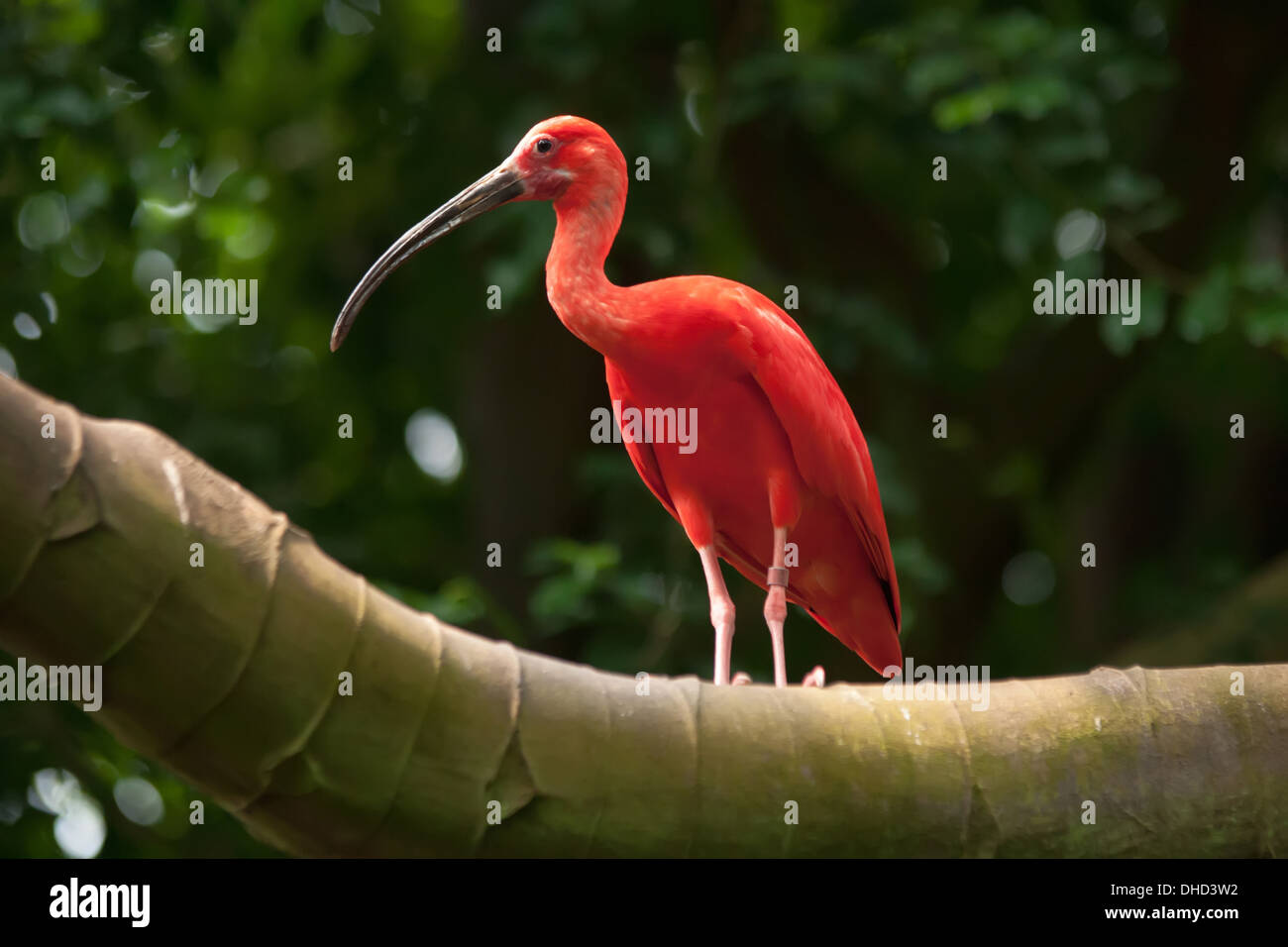 Pink bird forest hi-res stock photography and images - Alamy
