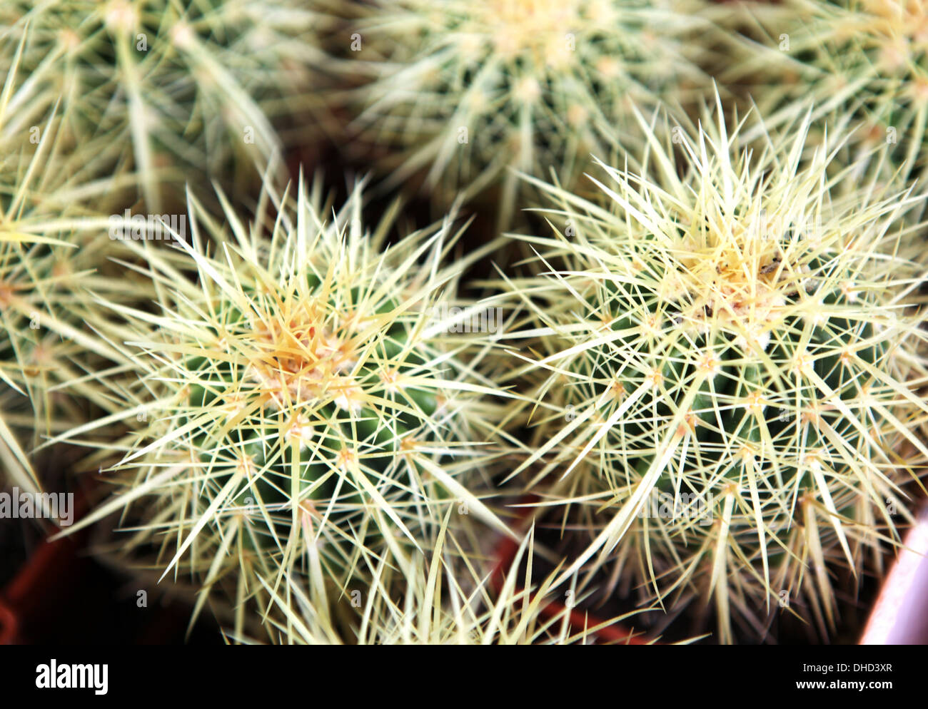 Spheric cactus hi-res stock photography and images - Alamy