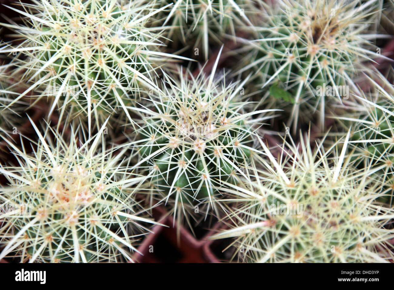 Spheric cactus hi-res stock photography and images - Alamy