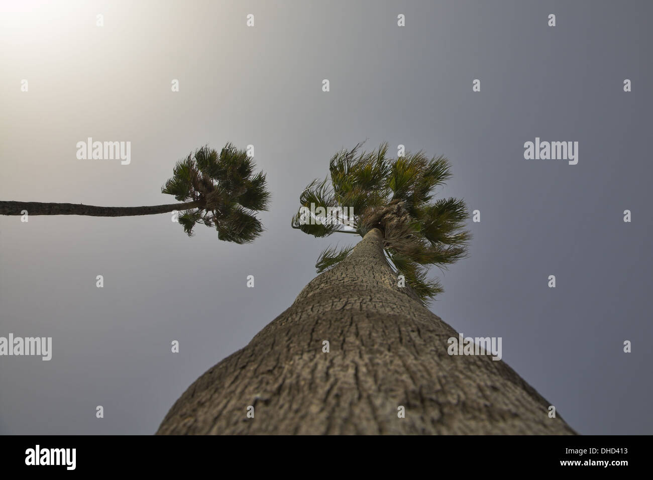 Land of palm trees hi-res stock photography and images - Alamy