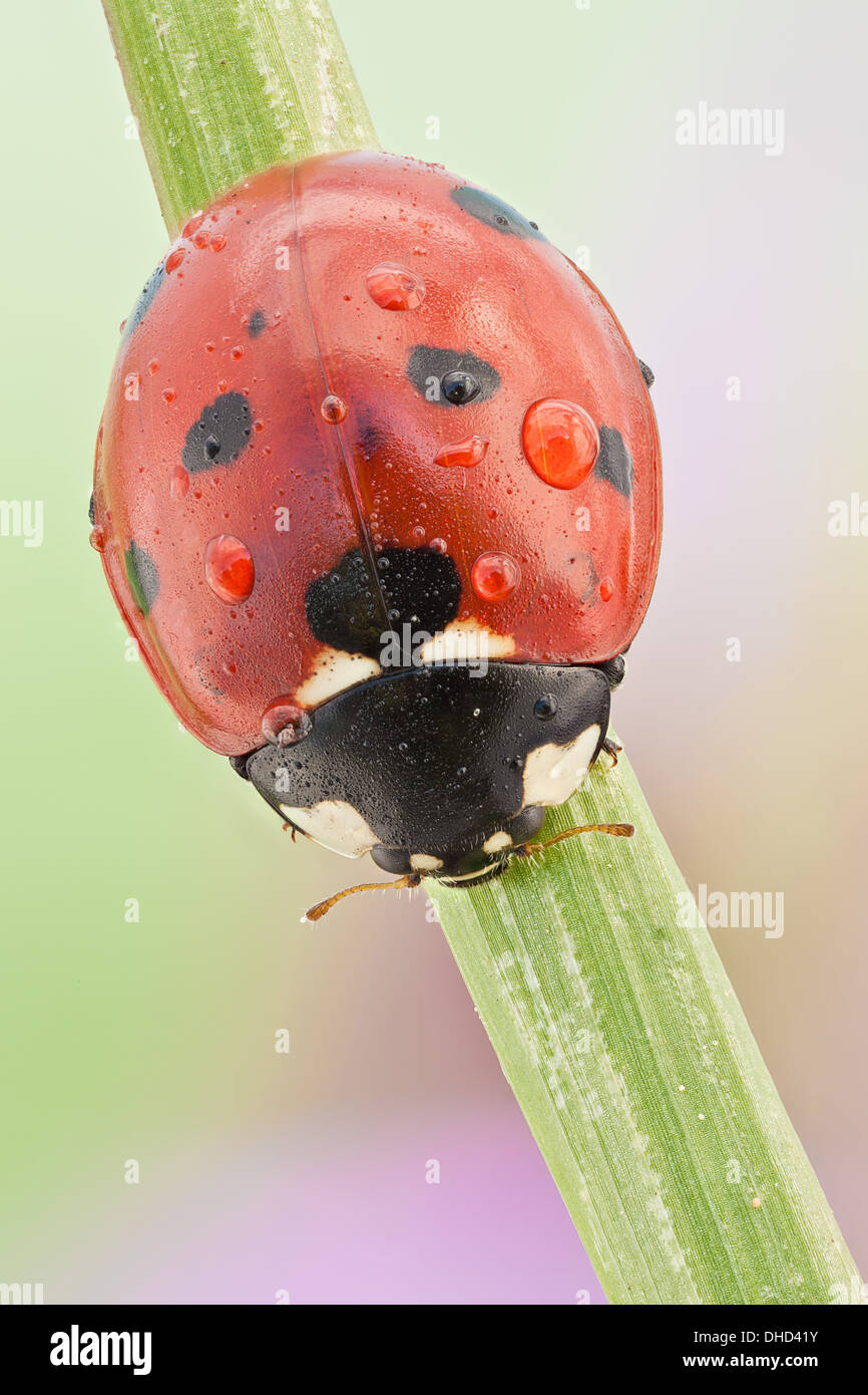 This is the most common ladybird in Europe, introduced in many ...