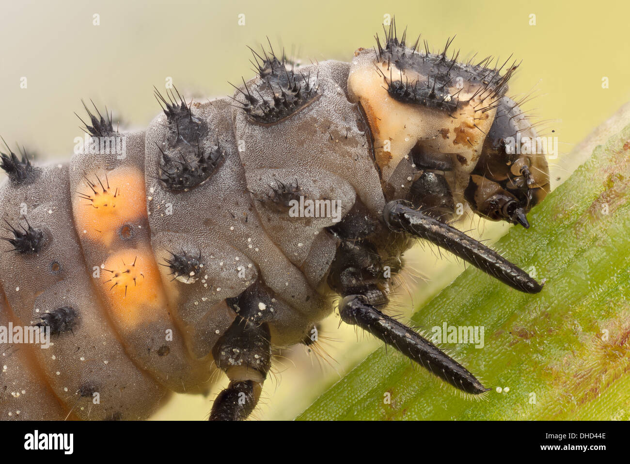 This is the most common ladybird in Europe, introduced in many ...