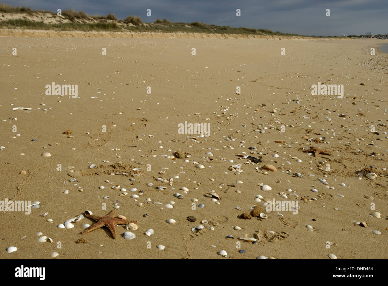 Sea shells in portugal hi-res stock photography and images - Alamy