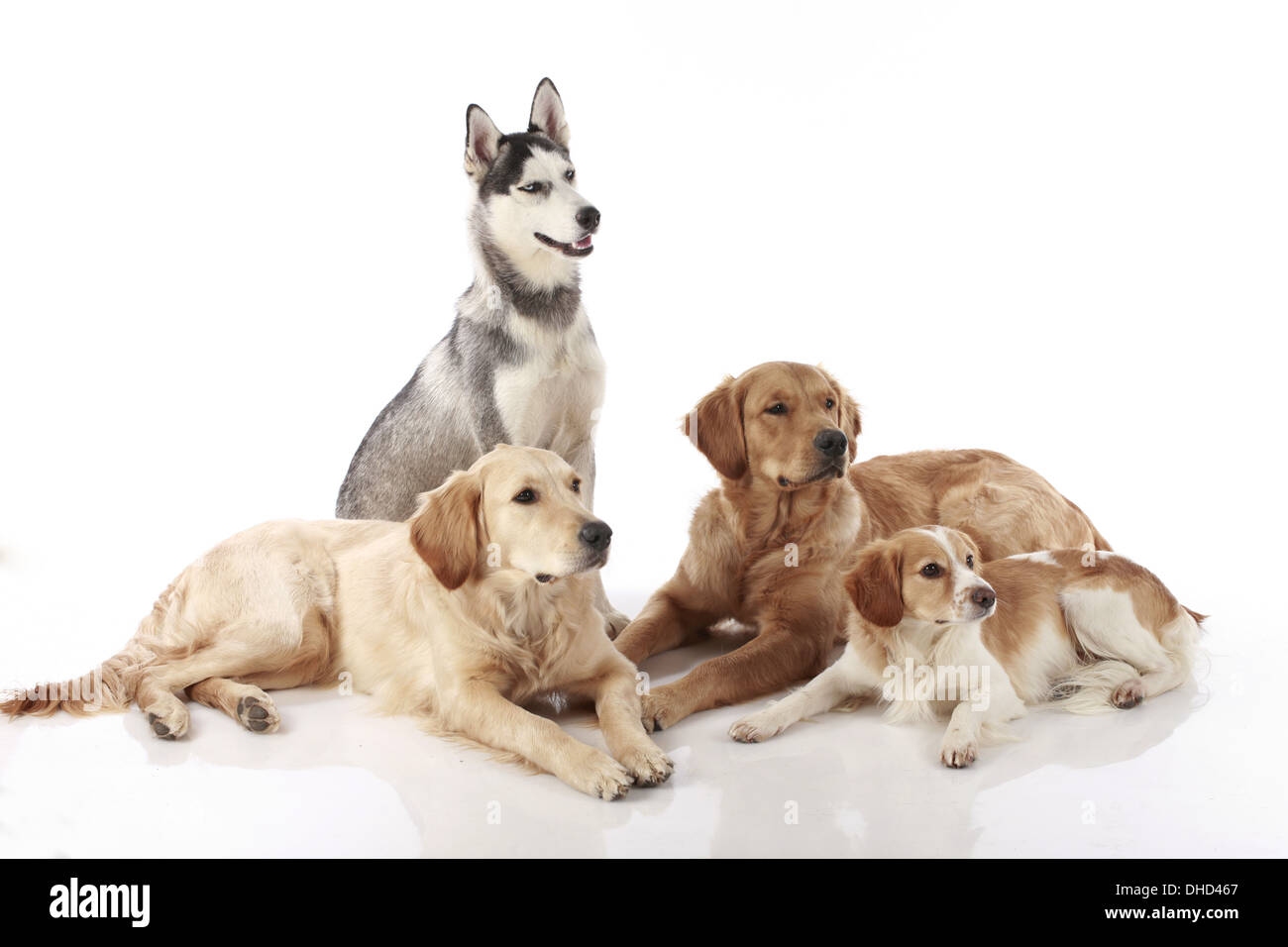 Different dogs together isolated on white Stock Photo - Alamy