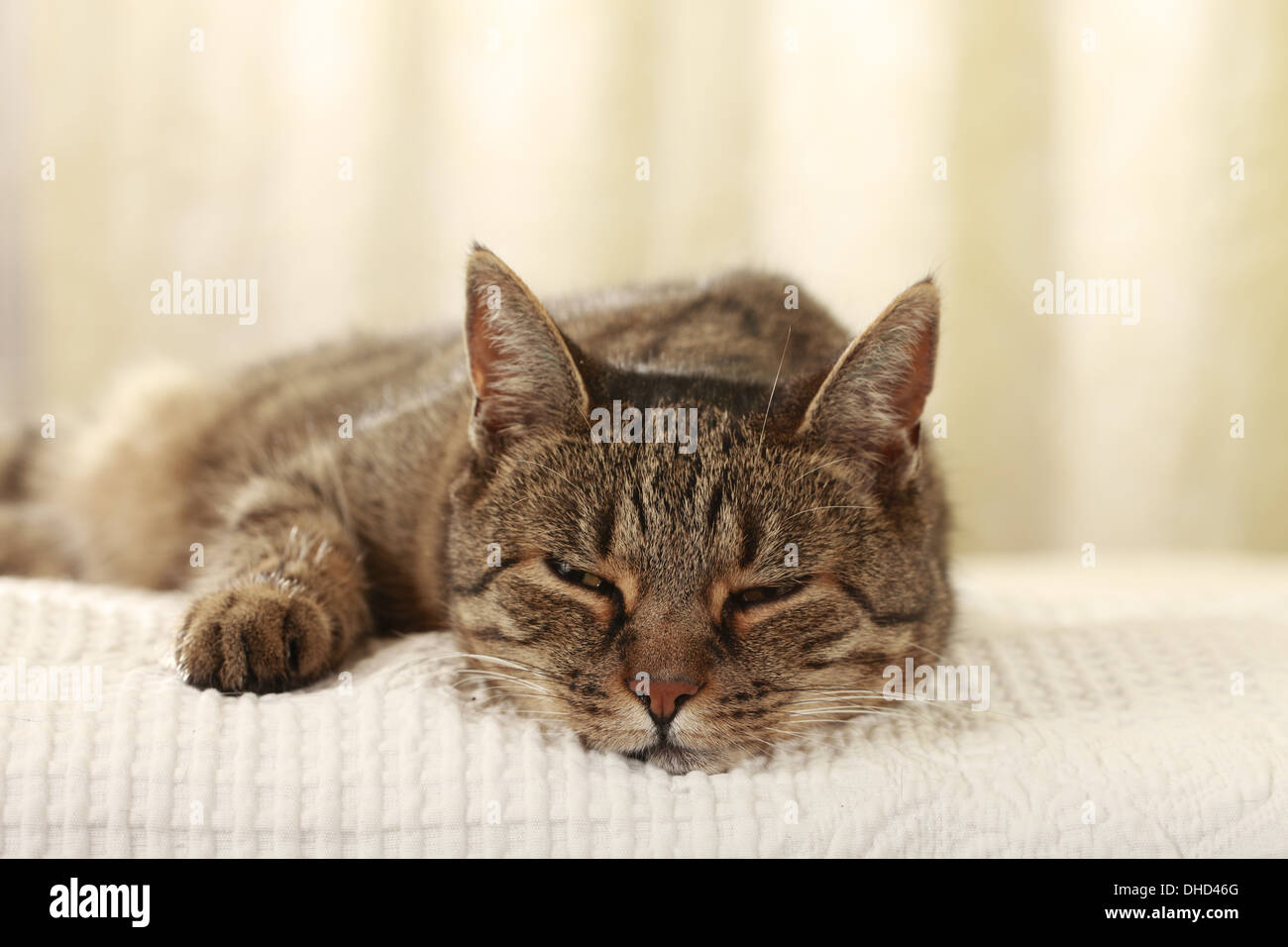 Adult cat hi-res stock photography and images - Alamy