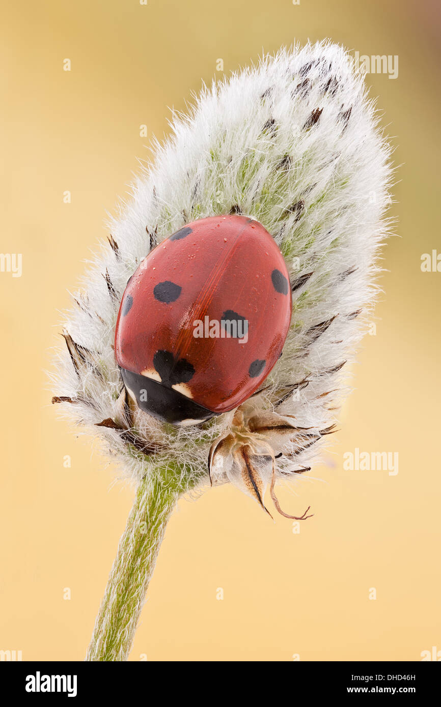 This is the most common ladybird in Europe, introduced in many ...