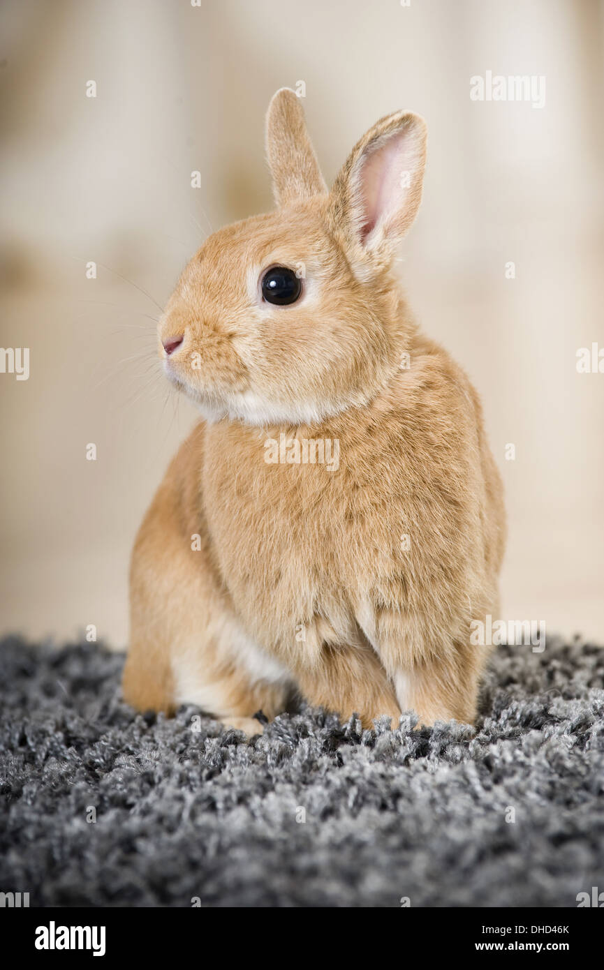 Dwarf rabbit on a carpet Stock Photo - Alamy