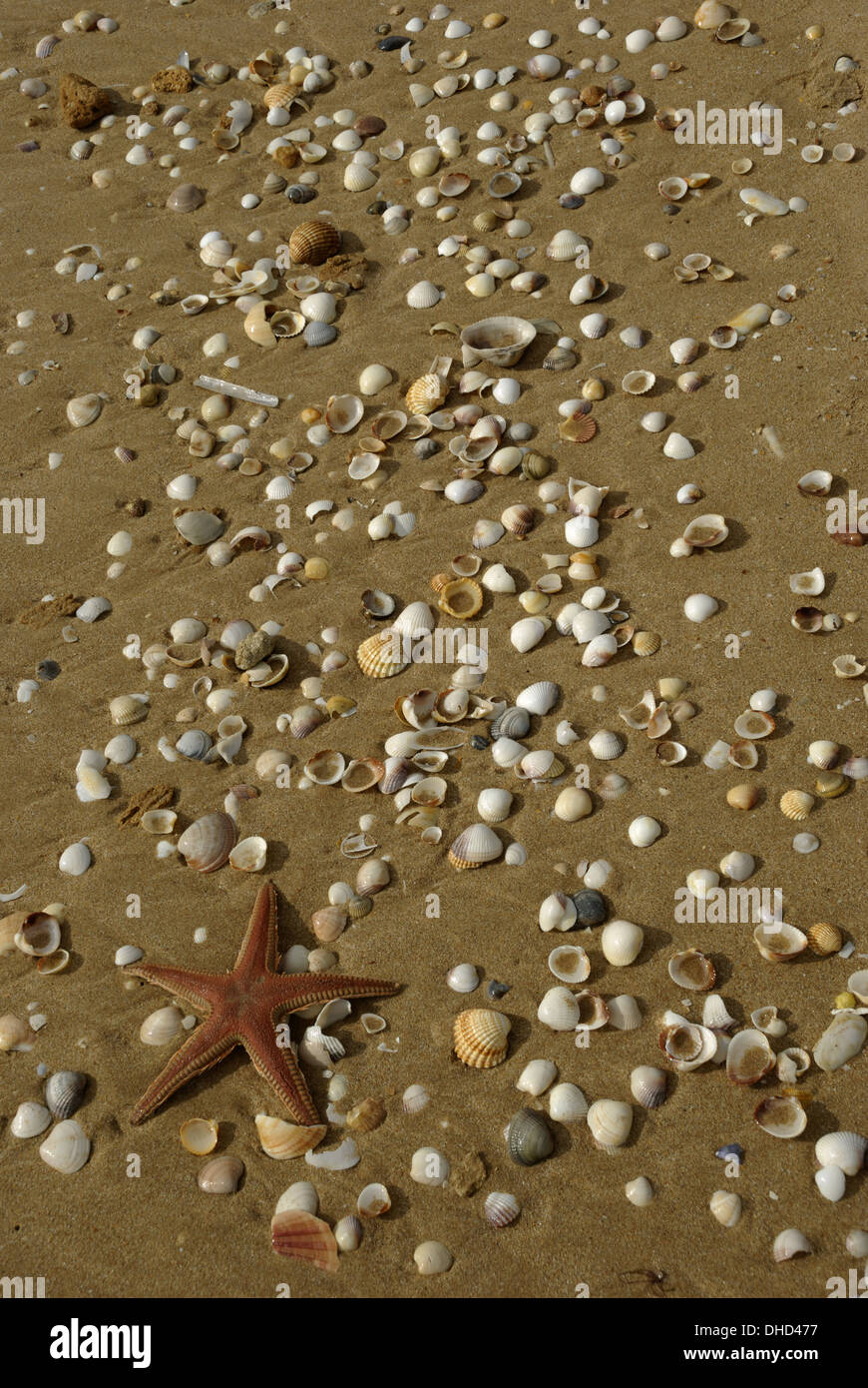 Sea shells in portugal hi-res stock photography and images - Alamy