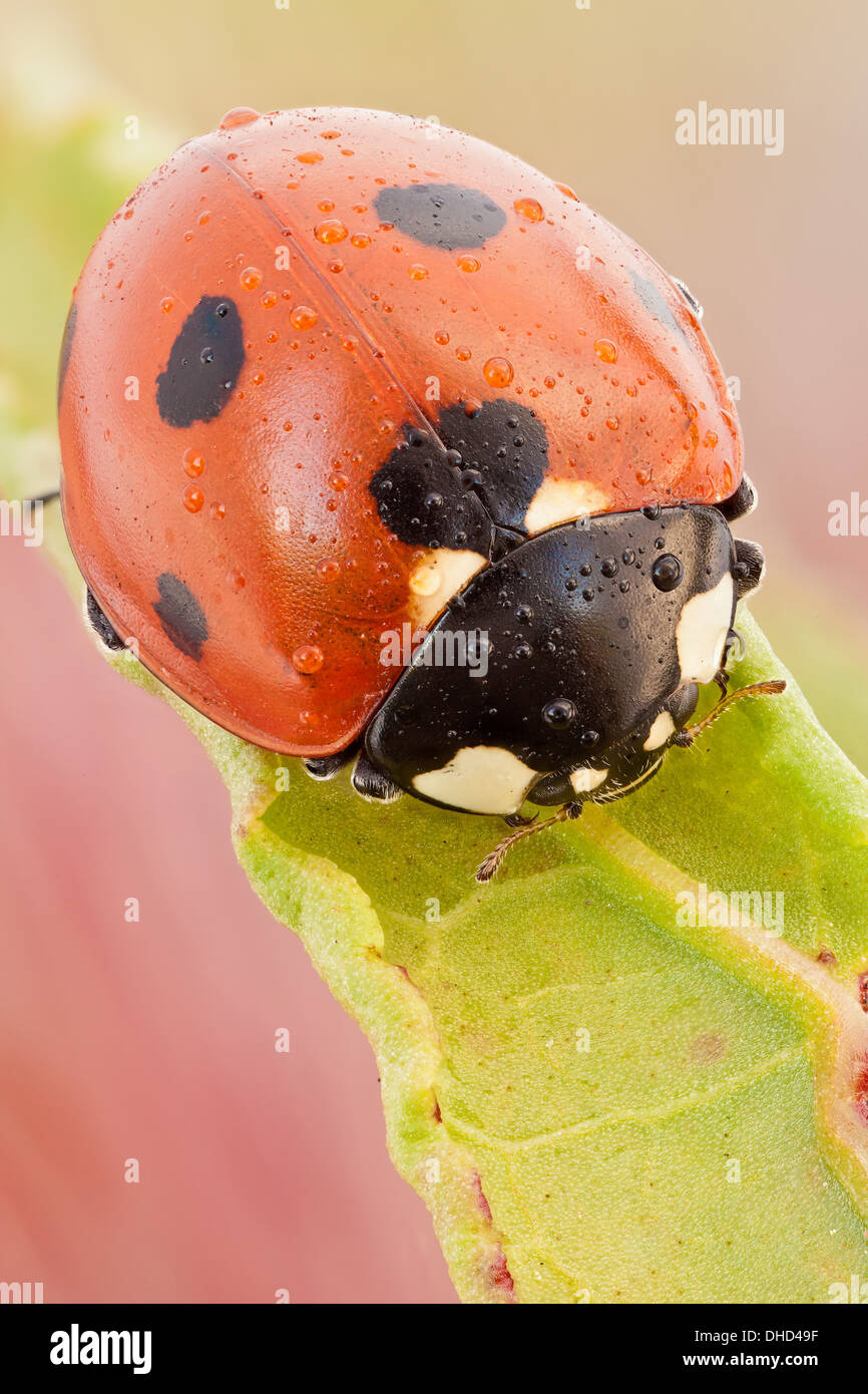 This is the most common ladybird in Europe, introduced in many ...