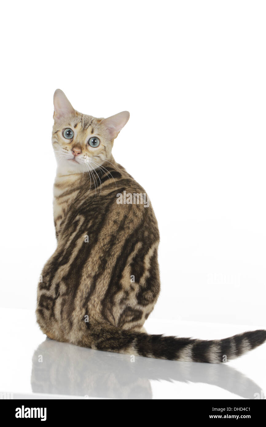 Bengal cat from behind Stock Photo - Alamy