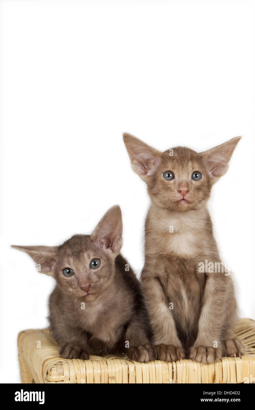 Oriental shorthair hi-res stock photography and images - Alamy