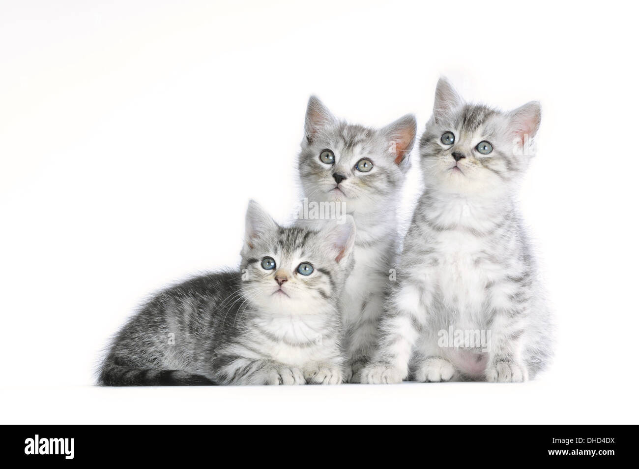 Three kitten hi-res stock photography and images - Alamy