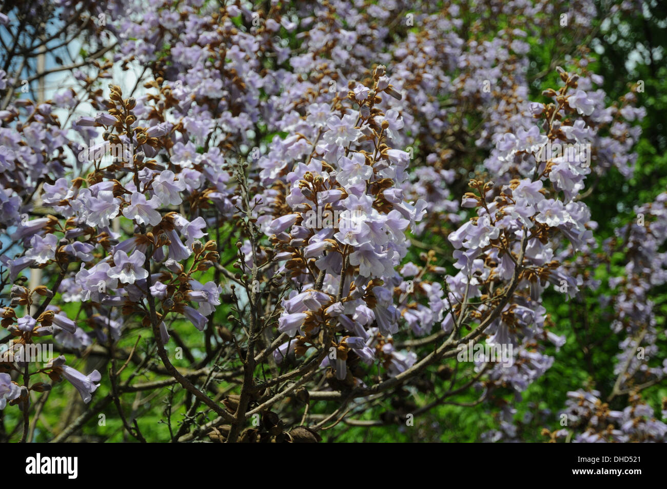 Paulownia foxglove trees hi-res stock photography and images - Alamy