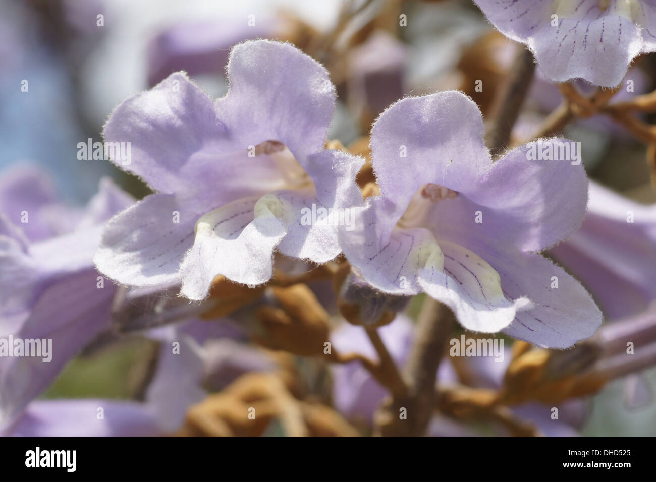 Blossom paulownia trees hi-res stock photography and images - Alamy