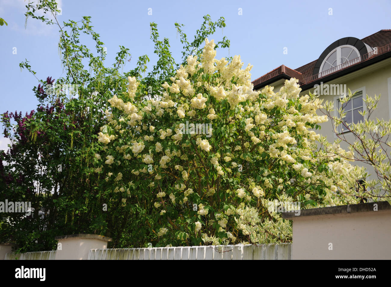 Syringa vulgaris ‘primrose’ hi-res stock photography and images - Alamy
