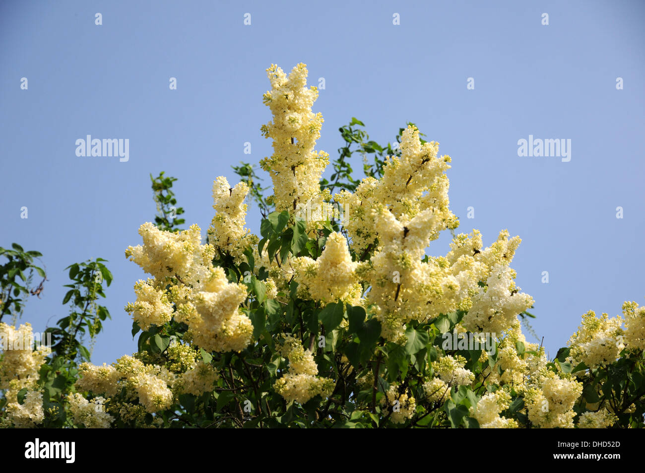 Syringa vulgaris ‘primrose’ hi-res stock photography and images - Alamy