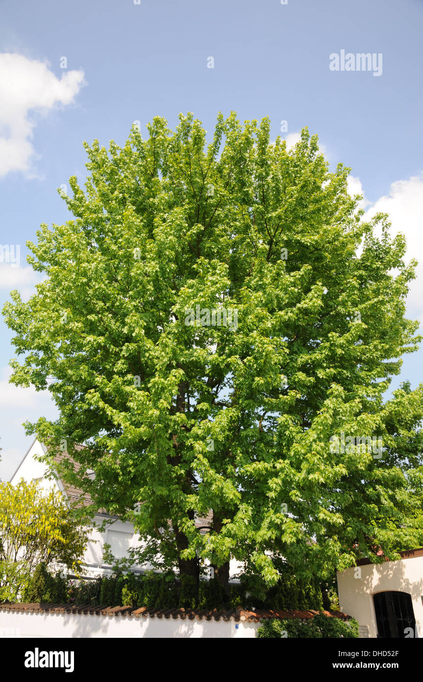 Silverleaf maple hi-res stock photography and images - Alamy