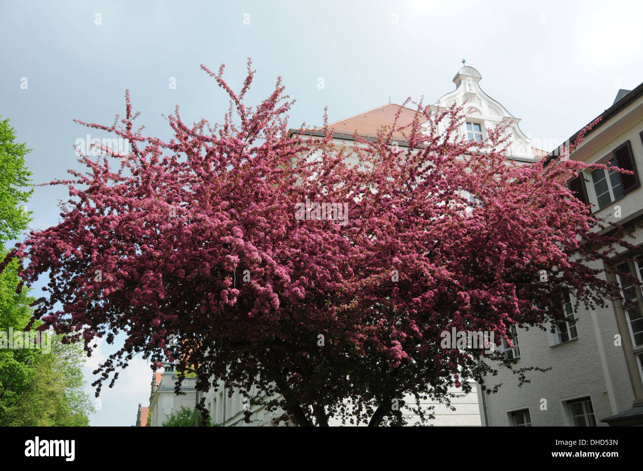 Crab apple tree malus profusion hi-res stock photography and images - Alamy