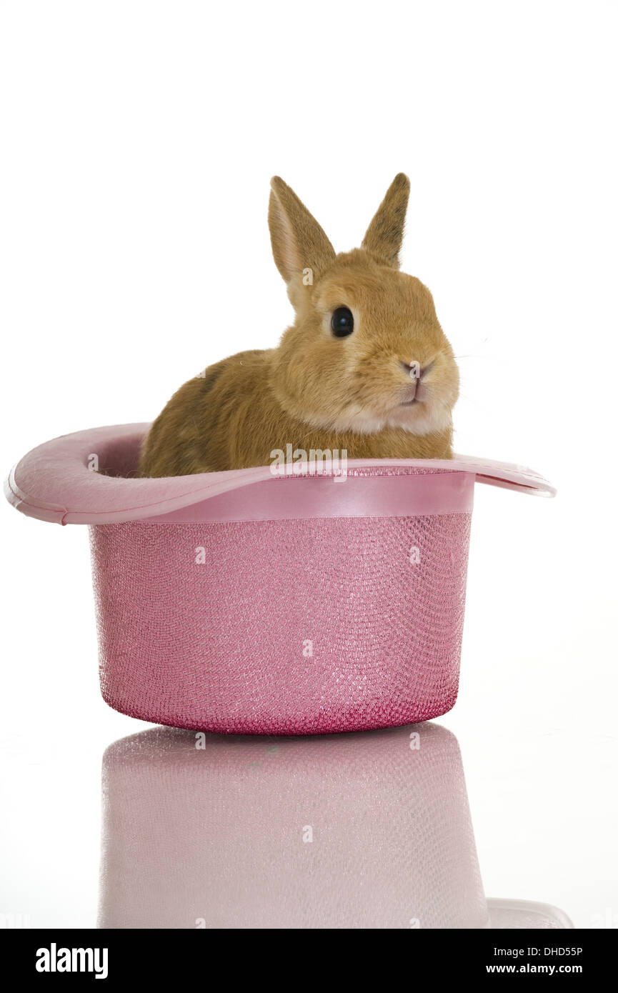 Zwergkaninch hi-res stock photography and images - Alamy