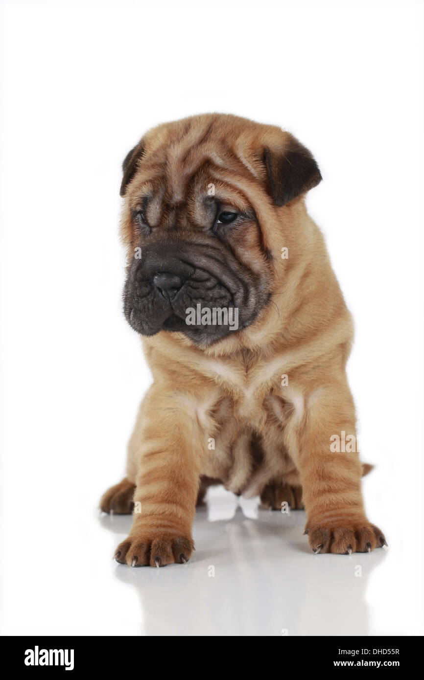 Sharpei dogs hi-res stock photography and images - Alamy