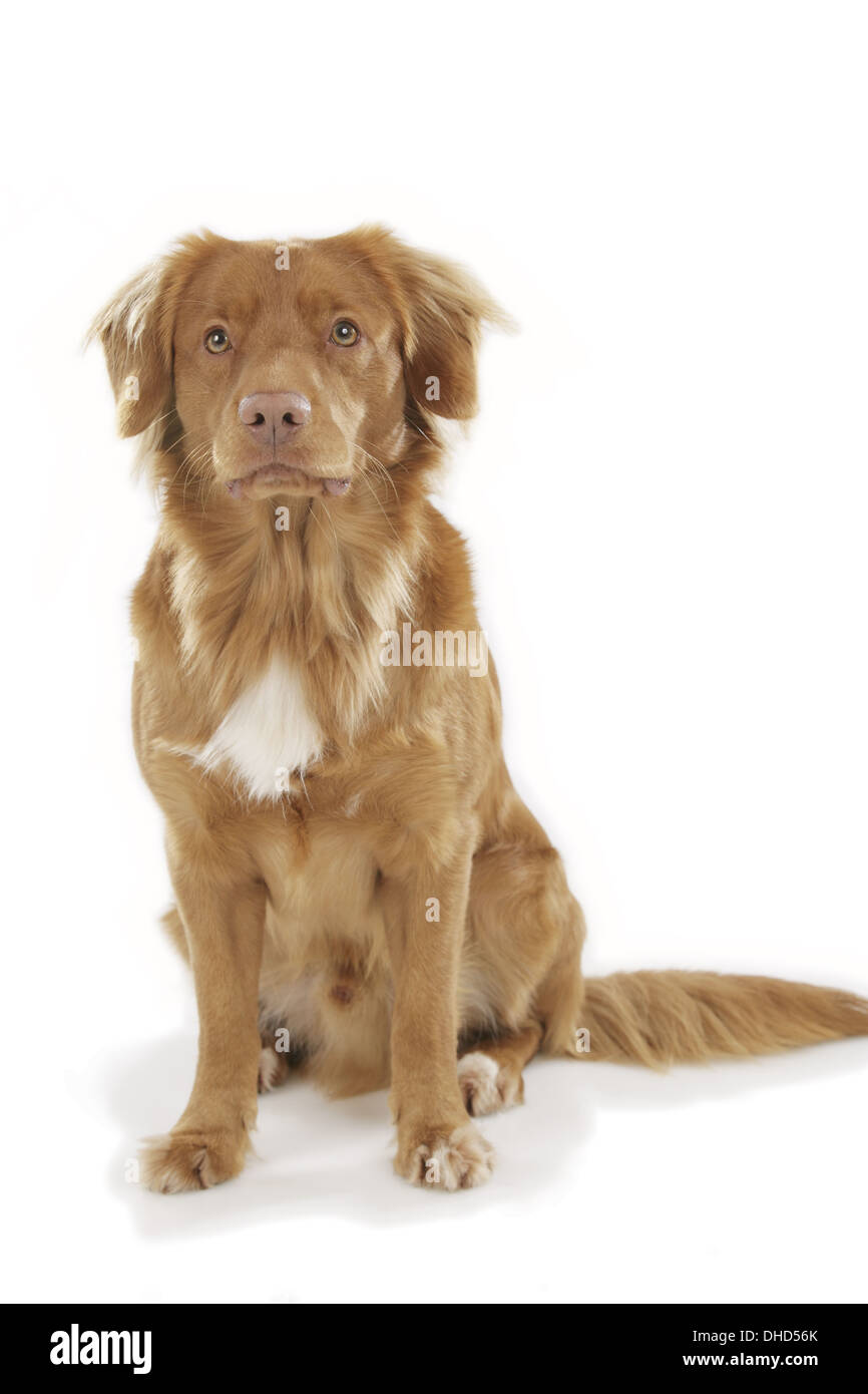 Adult duck tolling retriever Cut Out Stock Images & Pictures - Alamy