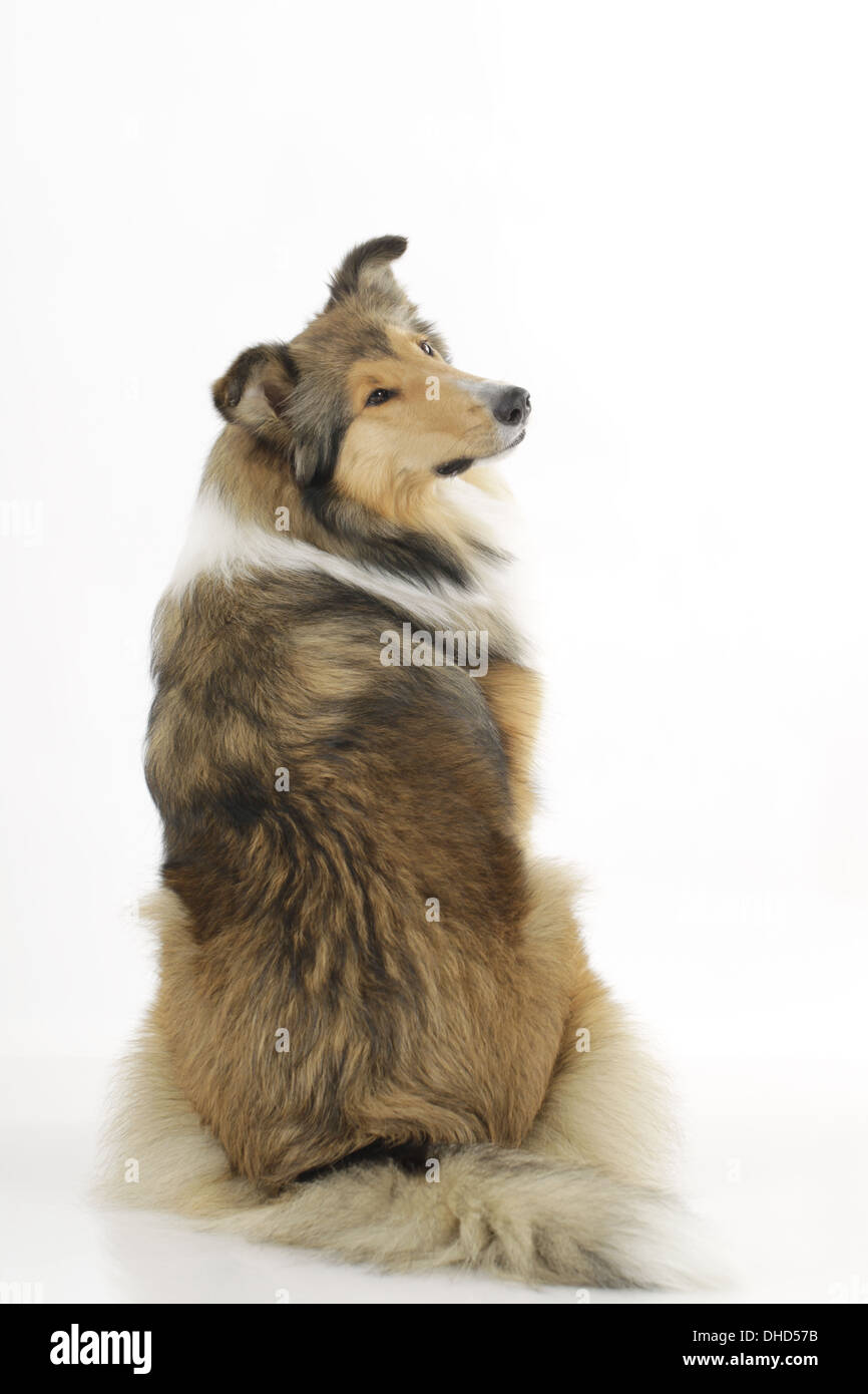 american collie isolated on white Stock Photo - Alamy