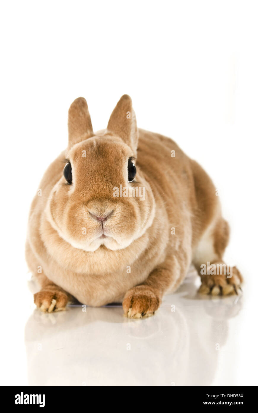 Dwarf rabbit isolated on white Stock Photo - Alamy