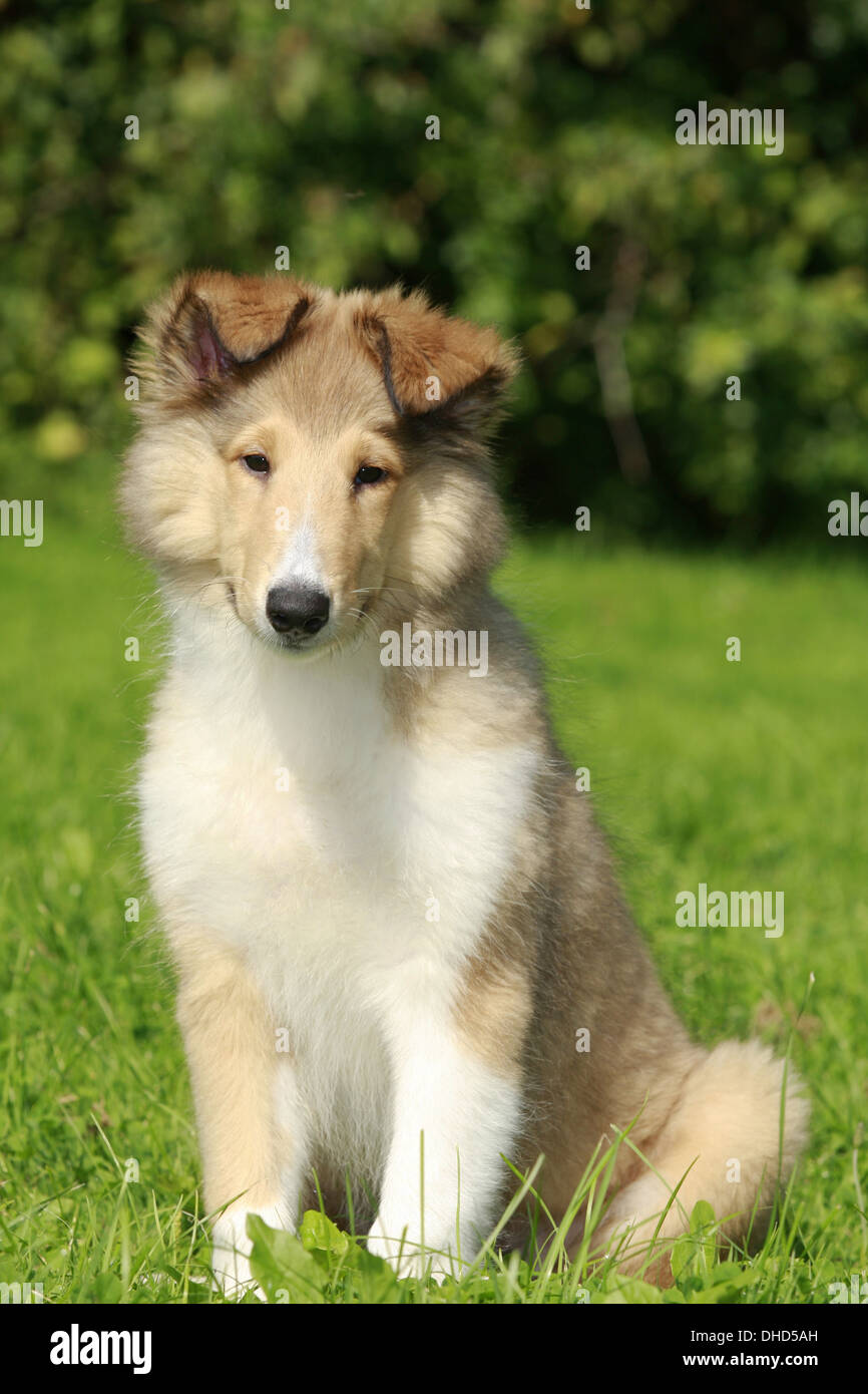 American collie hi-res stock photography and images - Alamy