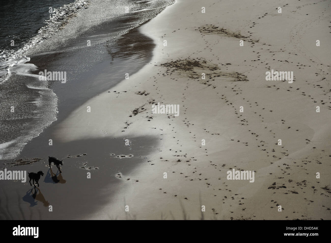 Dogs in the sun on Tenby beach Stock Photo - Alamy