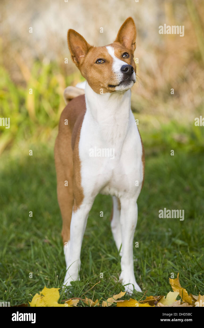 Basenji hi-res stock photography and images - Alamy