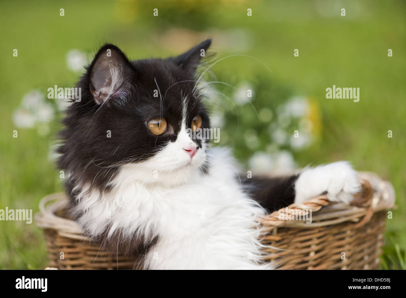 Highlander cat hi-res stock photography and images - Alamy