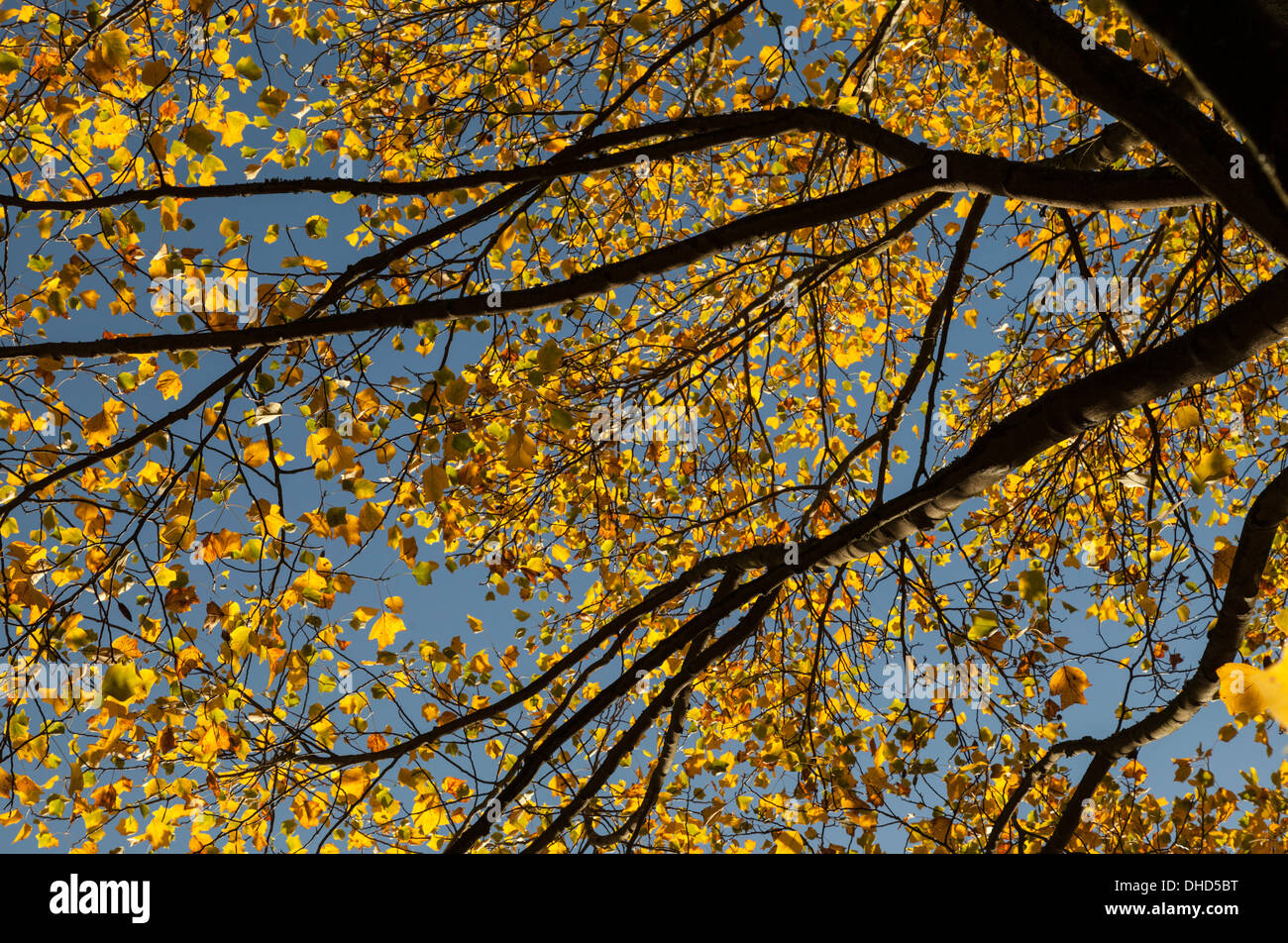 Branches of a Tulip Tree silhouetted against blue sky and yellow autumn ...