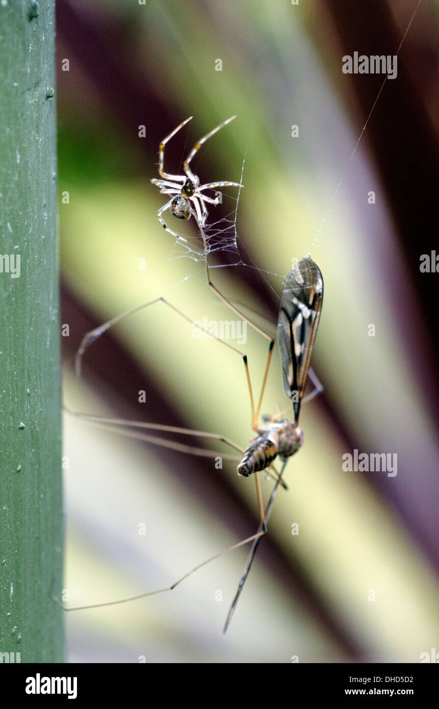 Spider With Pray High Resolution Stock Photography and Images - Alamy