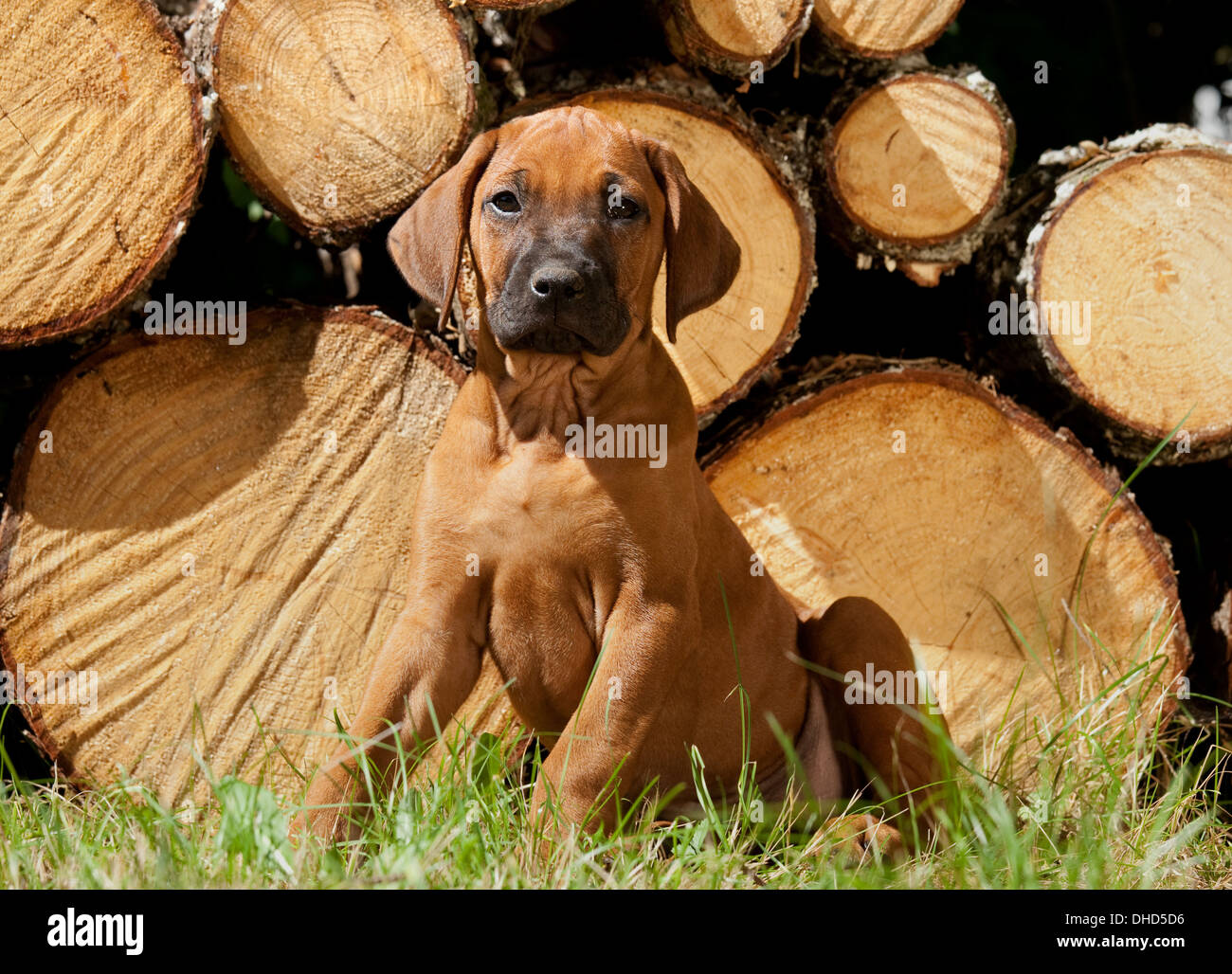 Rhodesian hund hi-res stock photography and images - Alamy