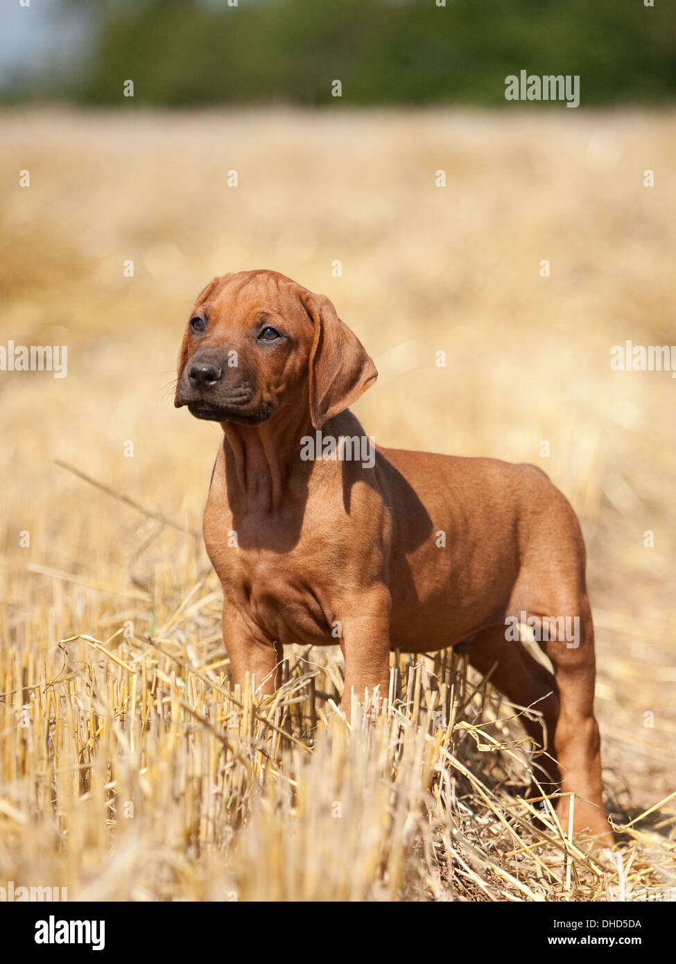 Rhodesian ridgback hi-res stock photography and images - Alamy