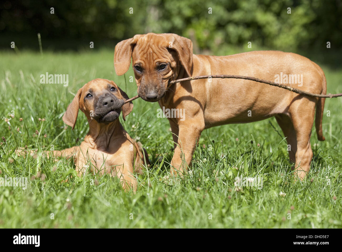 Rhodesian hund hi-res stock photography and images - Alamy