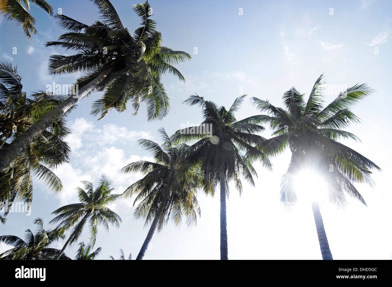 Thailand, Koh Lipe, Coconut palms in sunlight Stock Photo - Alamy