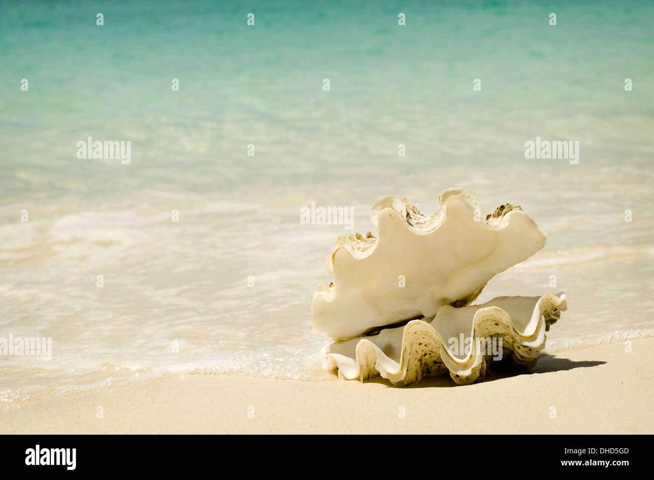 Thailand, Koh Lipe, Big mussel on beach Stock Photo - Alamy