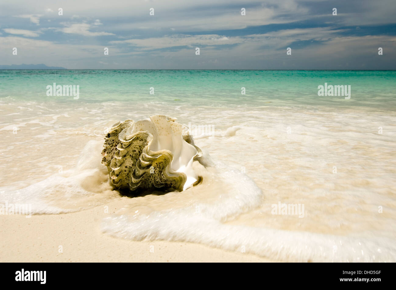Big seashell on the beach hi-res stock photography and images - Alamy
