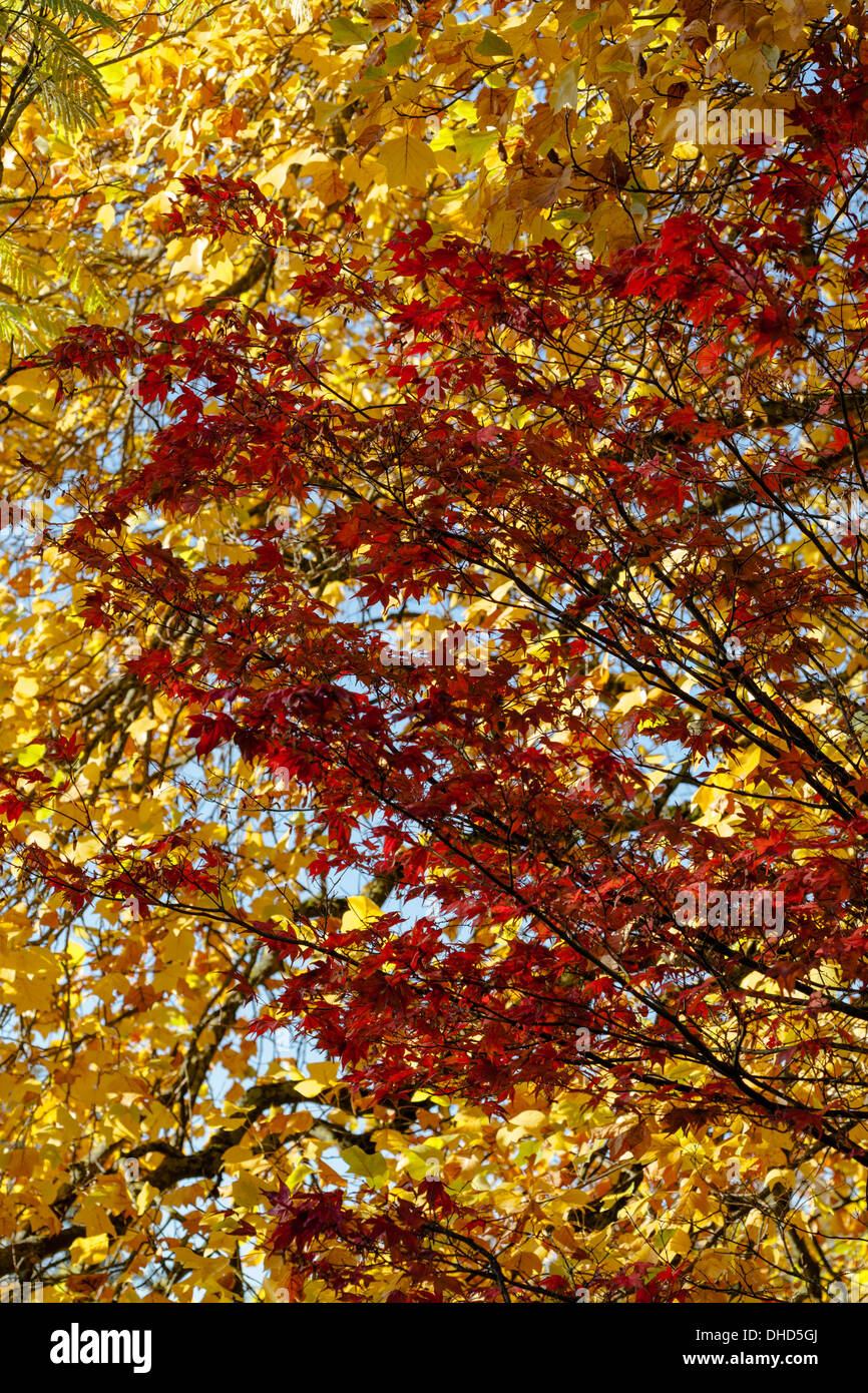 Dark red leaves of Japanese Maple, Acer palmatum, in front of yellowed ...