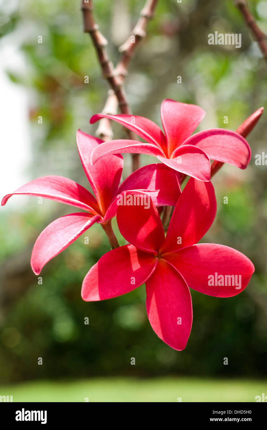 Red plumeria plumeria rubra hi-res stock photography and images - Alamy