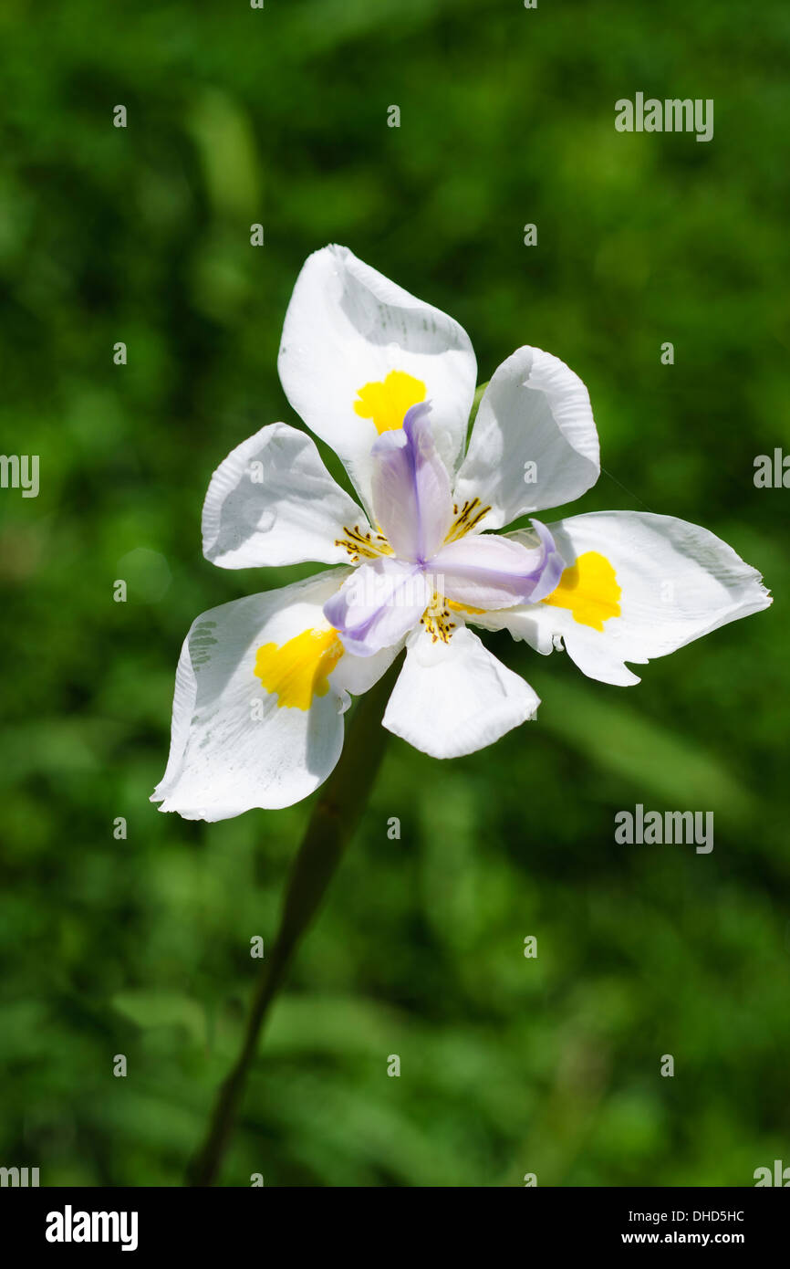Iris Lily High Resolution Stock Photography and Images - Alamy