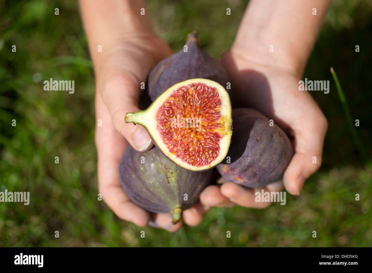 Child holding figs, close-up Stock Photo - Alamy
