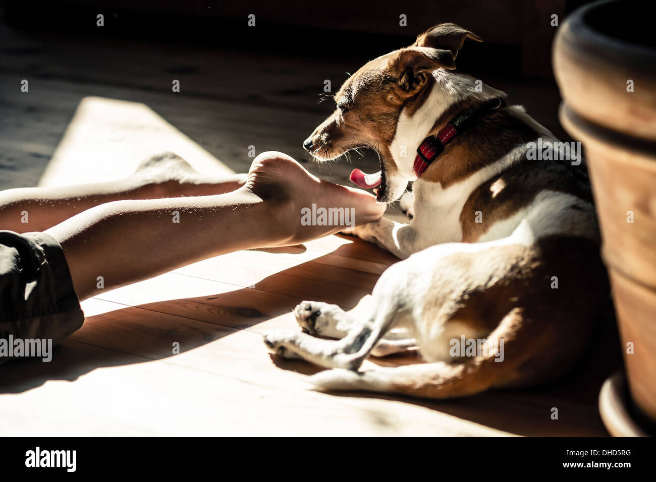 Dog With Feet High Resolution Stock Photography and Images - Alamy