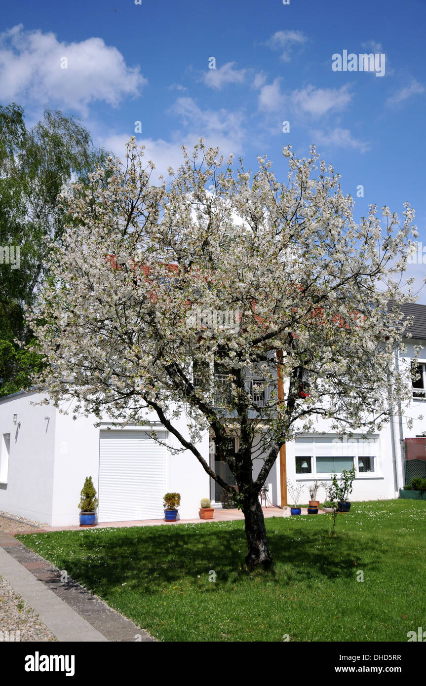 Sour cherry tree Stock Photo - Alamy