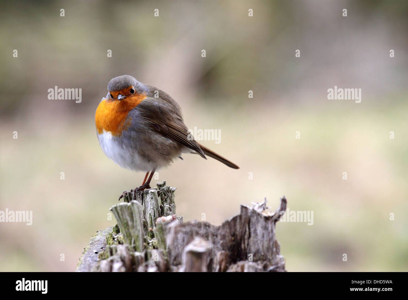 Chirping robin hi-res stock photography and images - Alamy