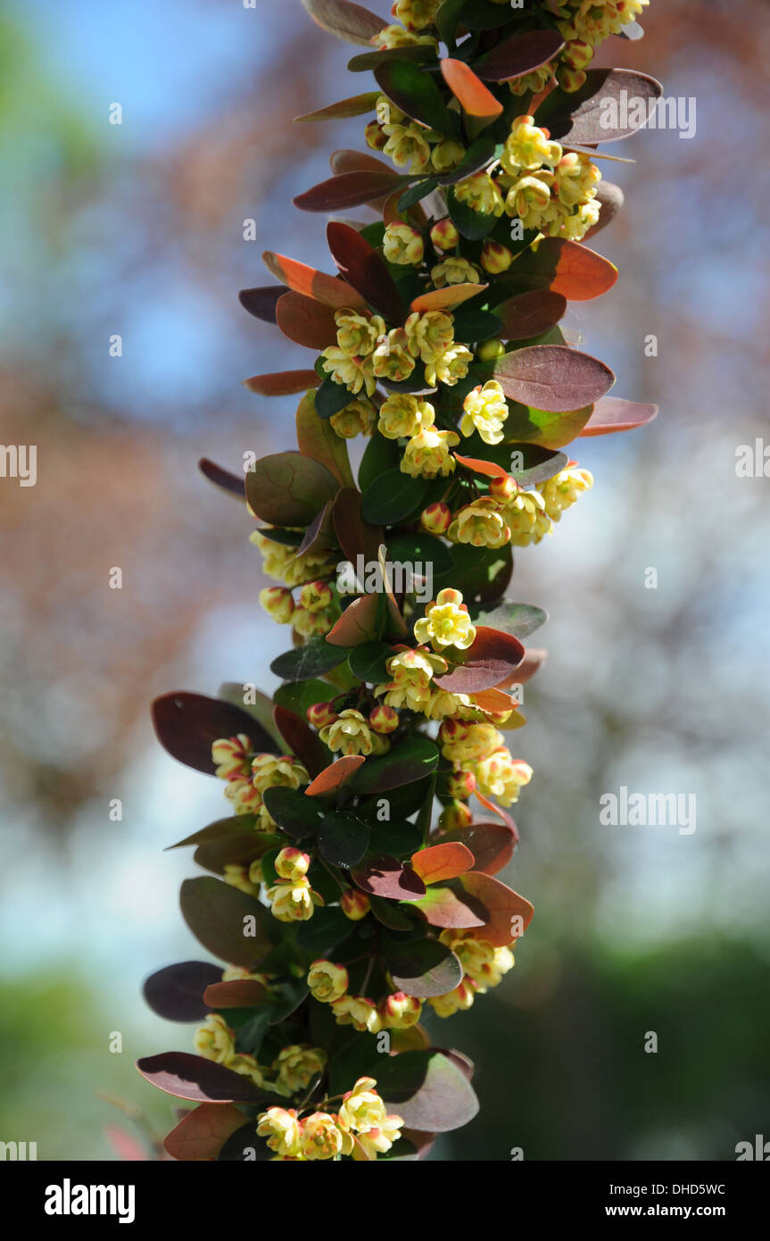 Dwarf redleaved barberry Stock Photo - Alamy