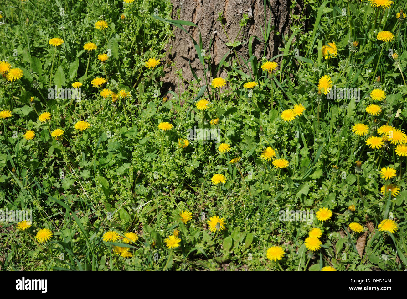 Chickenword High Resolution Stock Photography and Images - Alamy